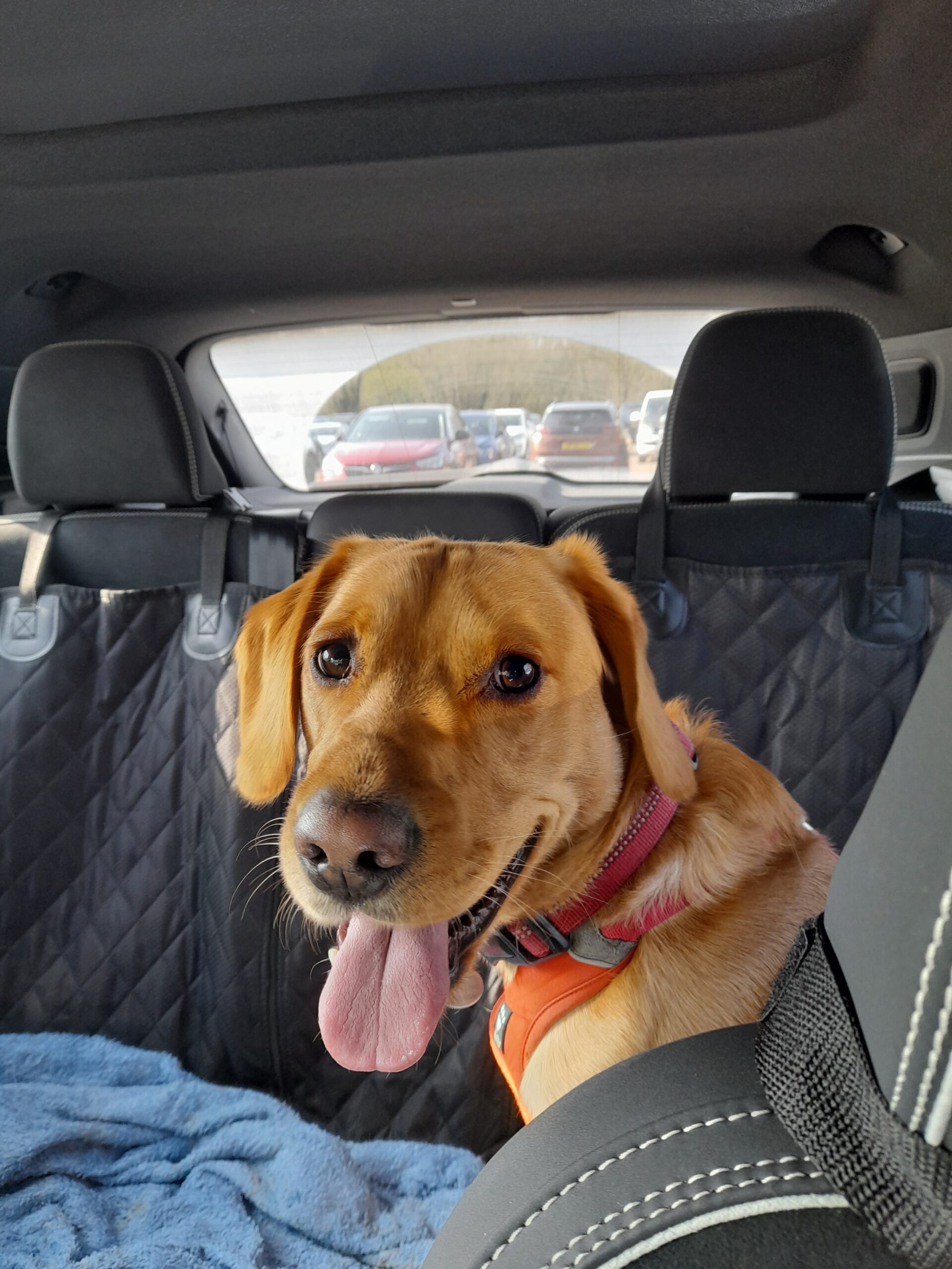 Dog photos bring a smile to dog lover. - Time for Kindness